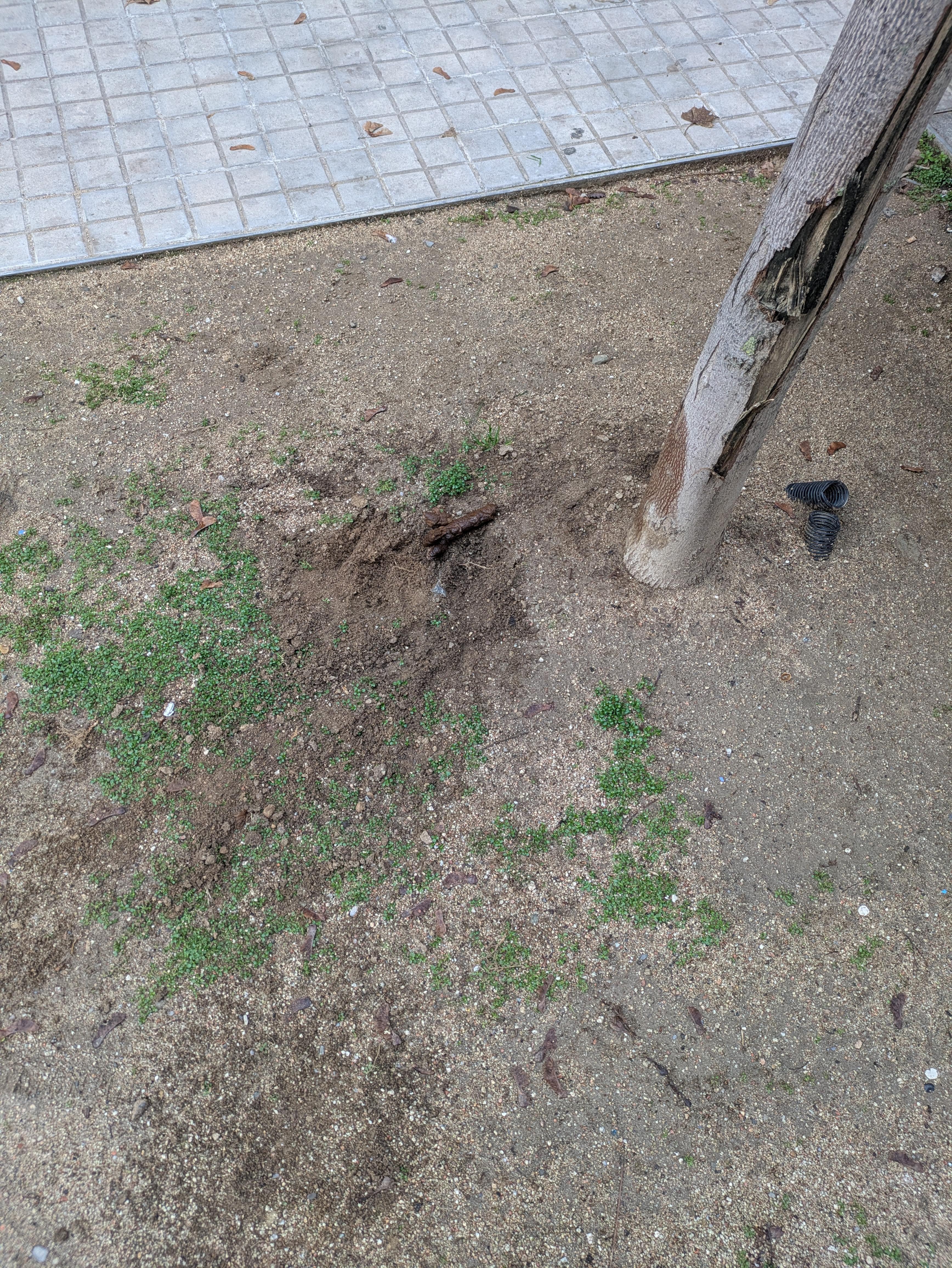 19998 - Ajuntament de Vic